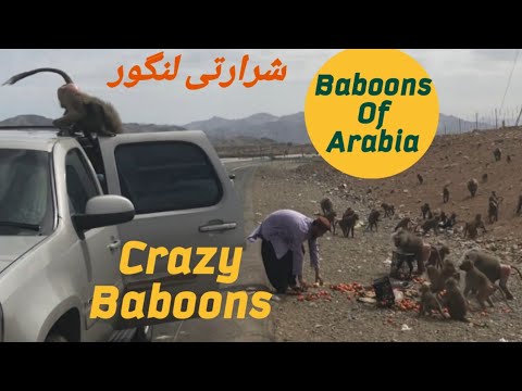 Baboons Of Al Fara | Hamadryas Baboon | Oldest Family Of Monkeys | Friendly VS Hungry | Babi god