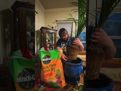 How To Grow Majesty Palms Like A Pro!