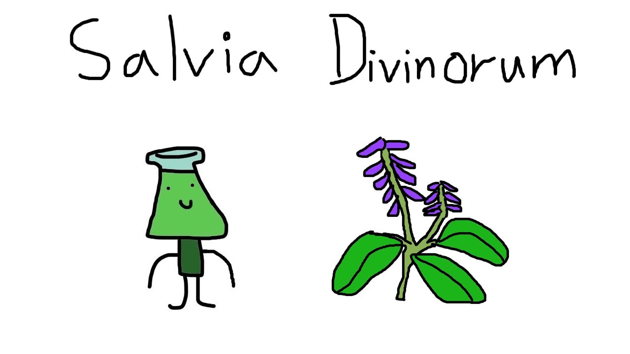 Salvia - The flower of chaos