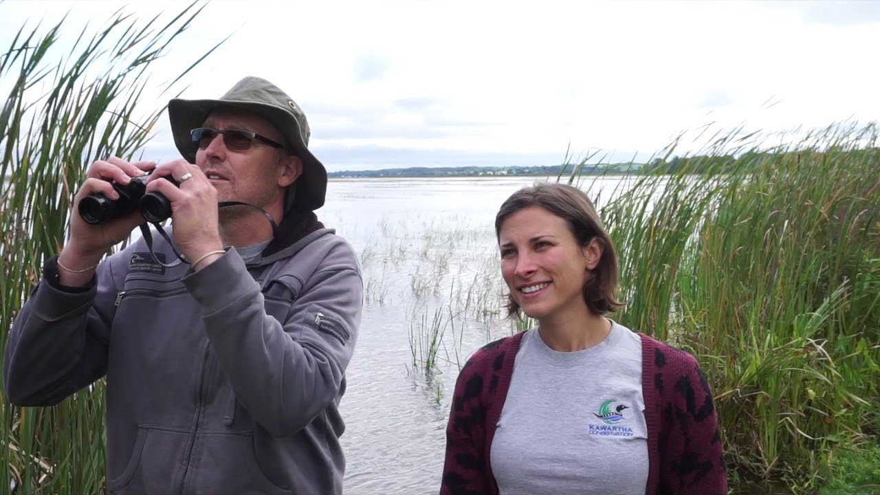 Birding with Rob Stavinga: Common Loon