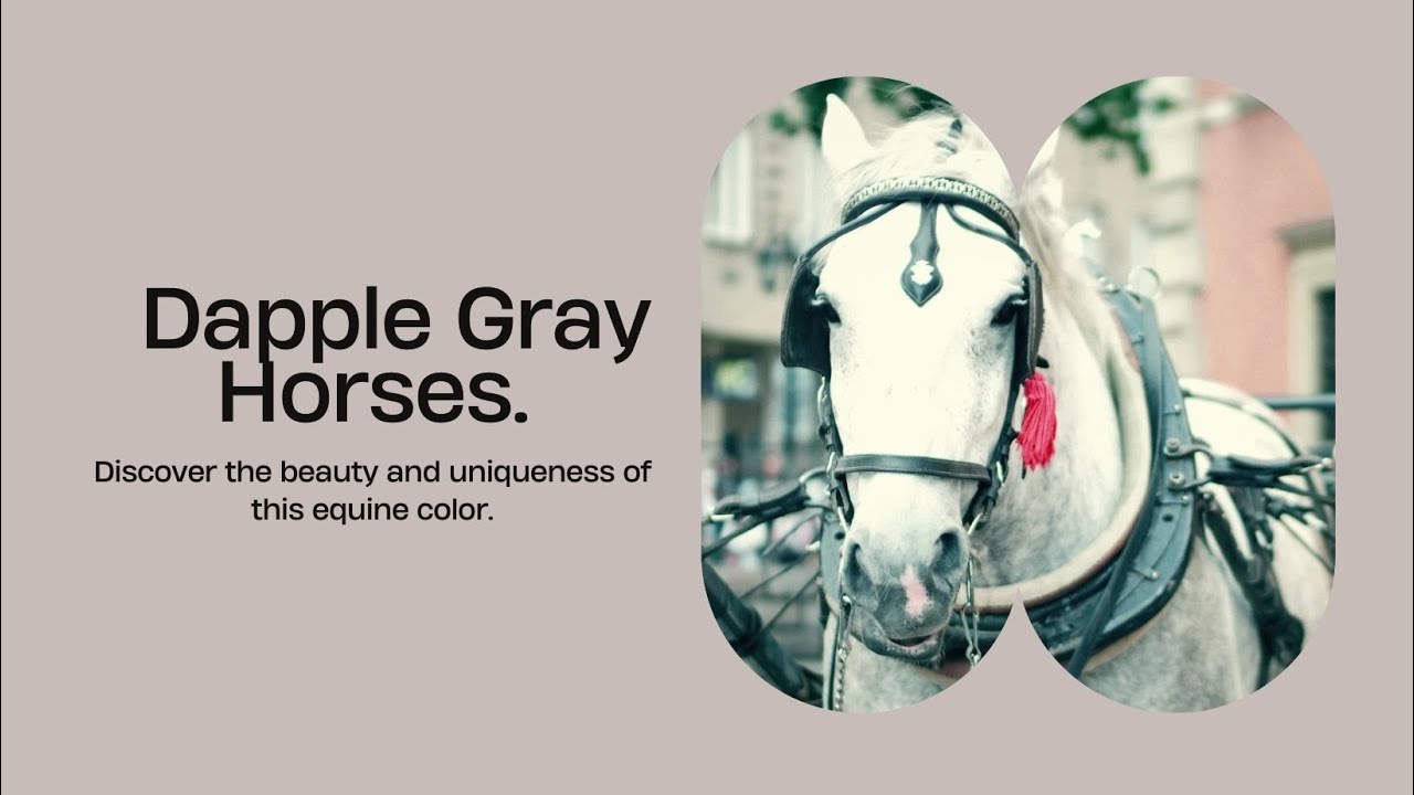 Unveiling the Mystique of Dapple Gray Horses