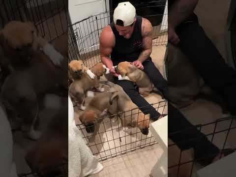 Penelope's Puppies - Available for adoption at Priceless Pet Rescue