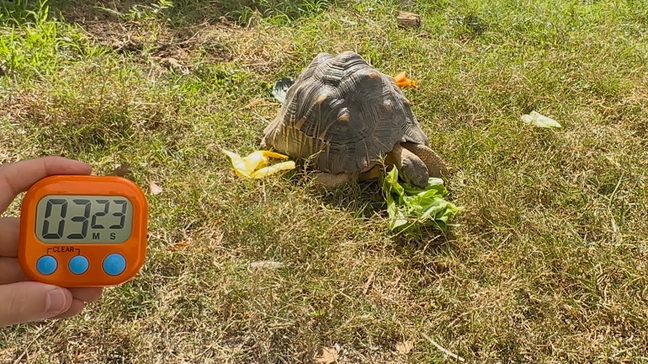 Free Operant Preference Assessment on a Radiated Tortoise! Data sheet, Bar Graph and More!
