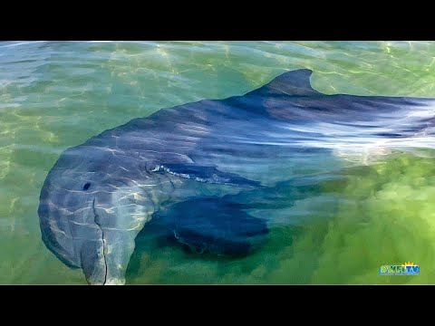 Robb's Awesome, Eye-to-Eye, Up-Close Dolphin Encounter in Naples, Florida