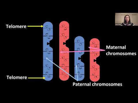 CASE 2021: Using Models to Make Connections Between DNA and Chromosomes