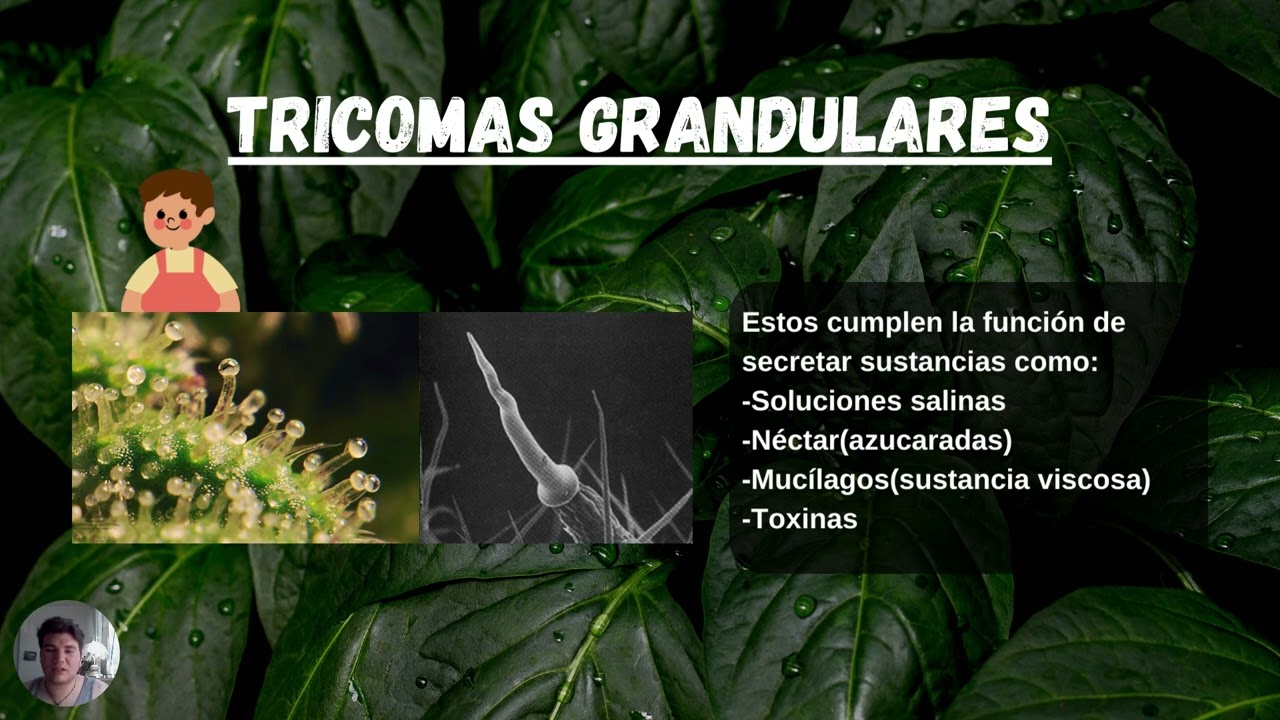 tipos de tricomas - Felipe Hermosilla - PUCV