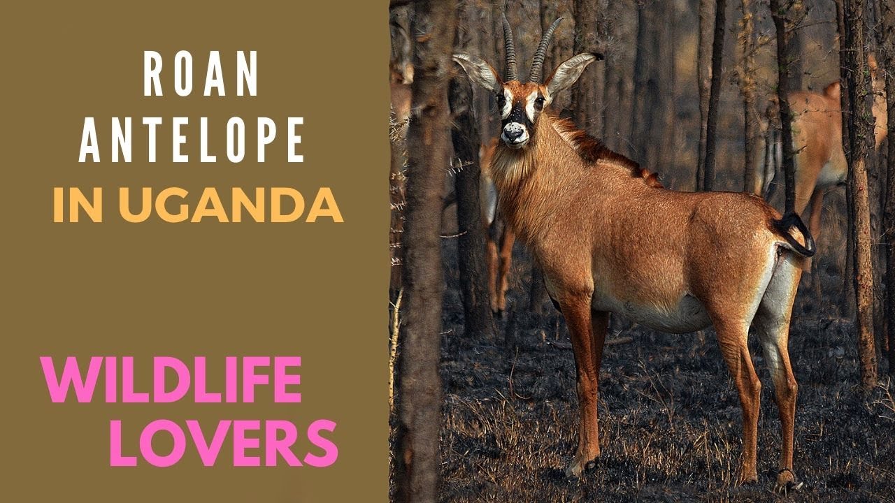 Roan Antelopes in Uganda