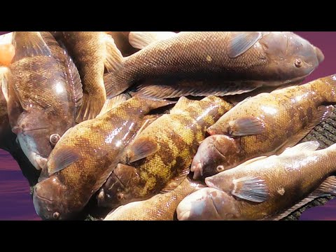 I CAUGHT a Spring Blackfish RECORD with These Simple Tips!