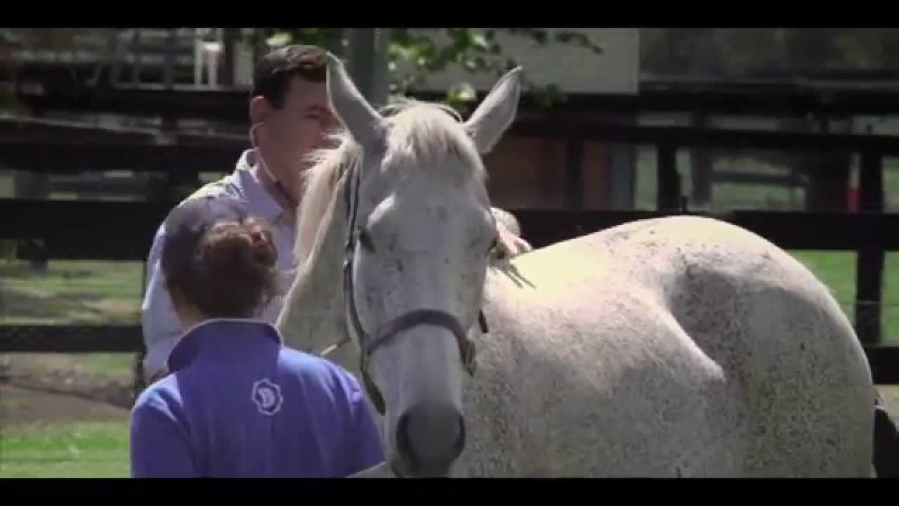 Scone Equine Hospital