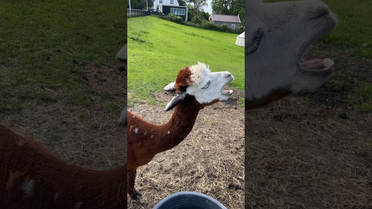Funny Lama😂 #shorts #animals #lama #funnyshorts #netherlands #nature #funny
