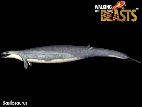 Ancient whale Basilosaurus, new research | Dear Kitty. Some blog