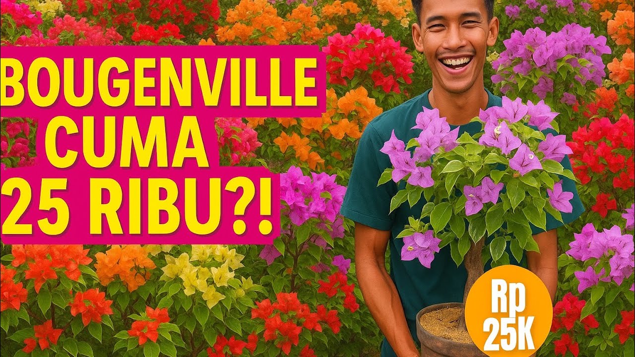 Cheap Price ‼️ Bougainvillea Many Colors and Variants Starting from 20 Thousands COD Available