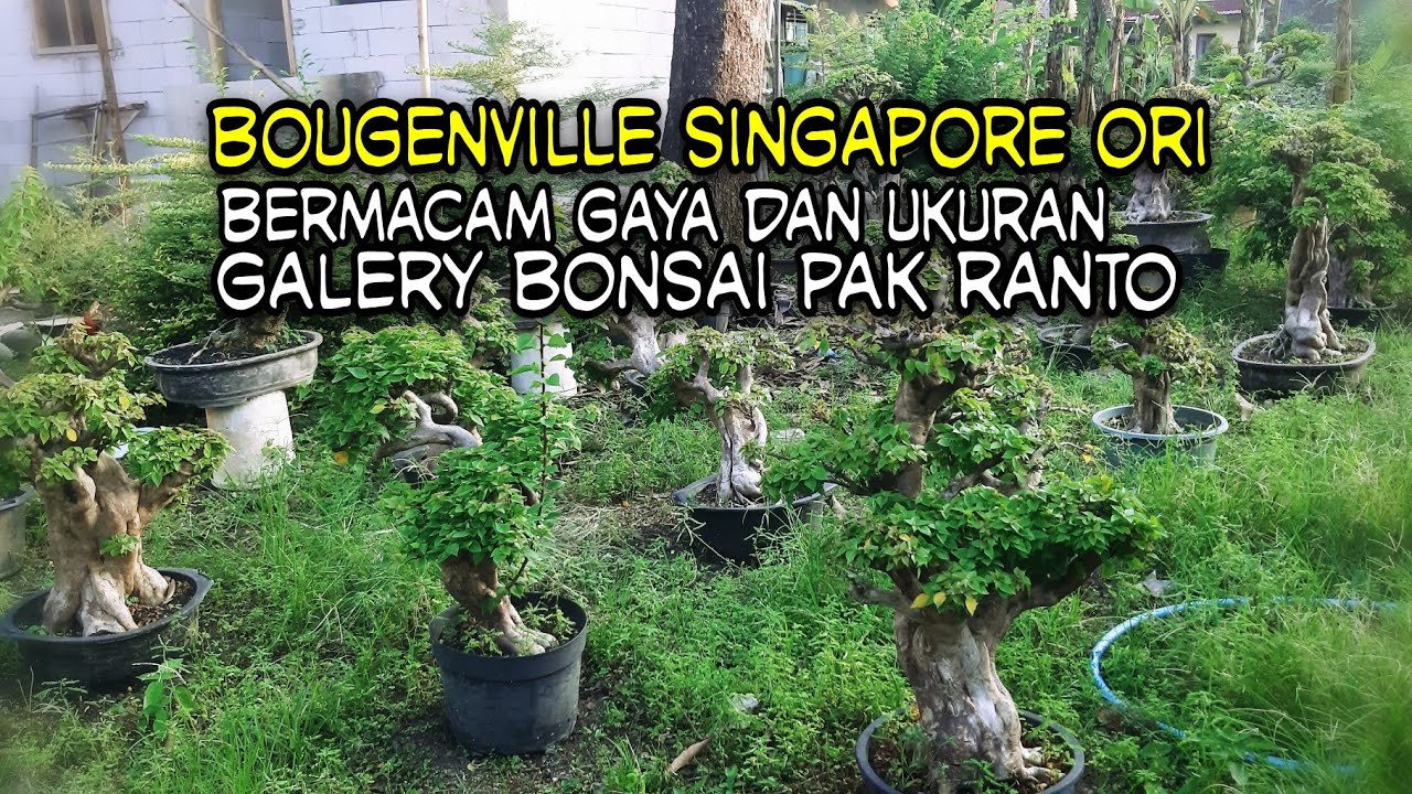 BONSAI BOUGENVILLE SINGAPORE ORI HASIL KEBUN MASTER RANTO BONSAI PEMALANG