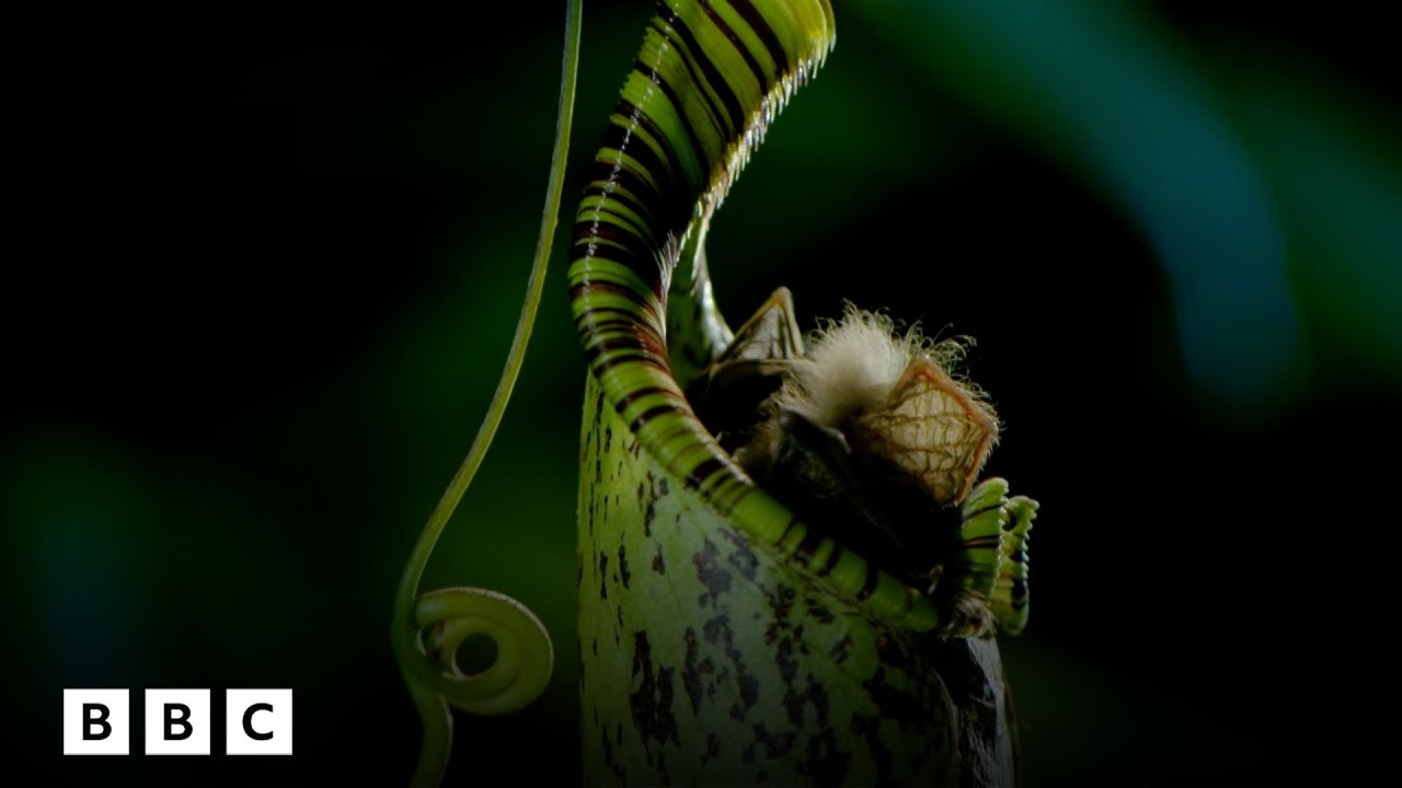 Watch a bat's unusual encounter with a carnivorous plant | BBC Global