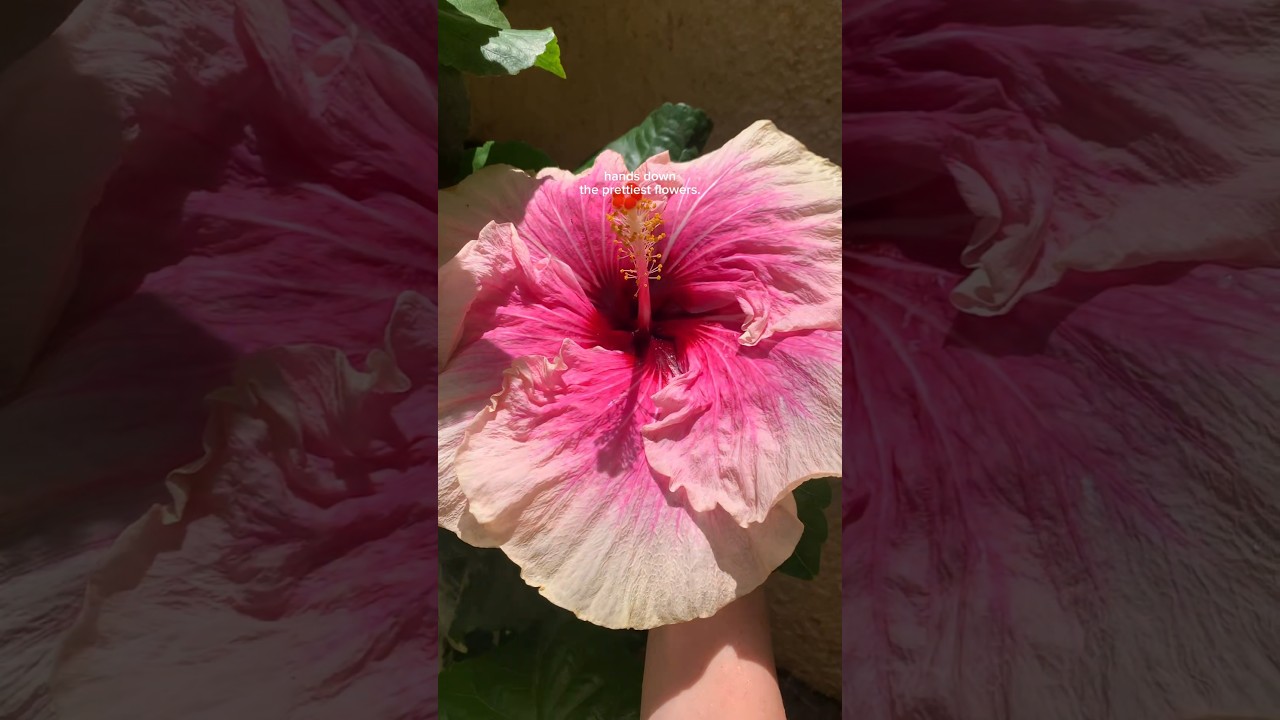 all the hibiscus I found on vacation 🌺 #hibiscus #summery #summer #flower #beach #viral #fypシ゚viral