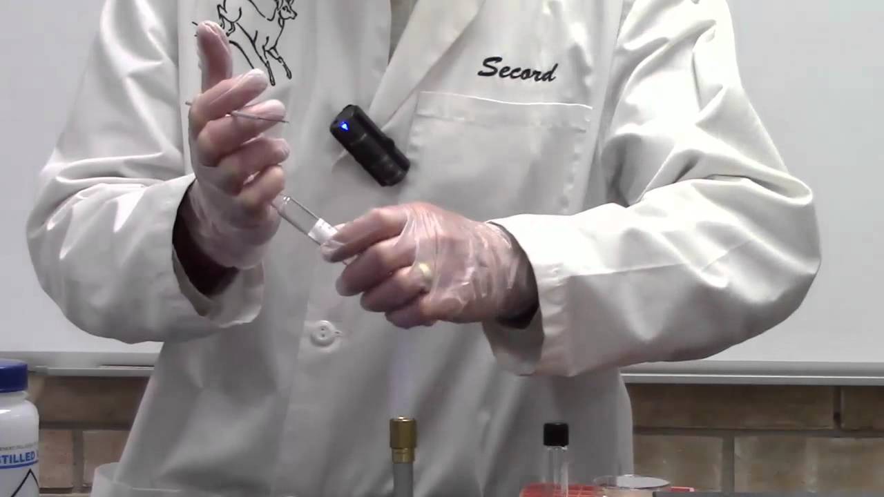 The Bacterial Smear