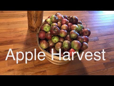 Apple Harvest at SRF (Gala apples)