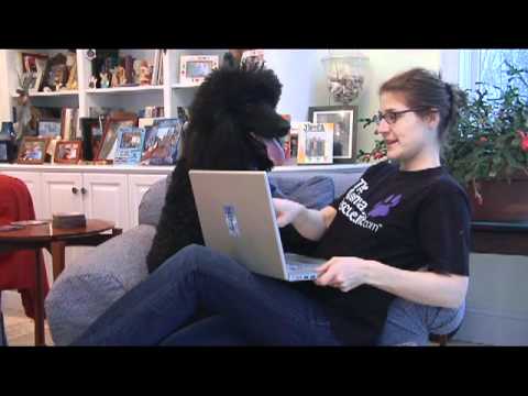How To Vote In The Animal Rescue Site's $300,000 Shelter+ Challenge