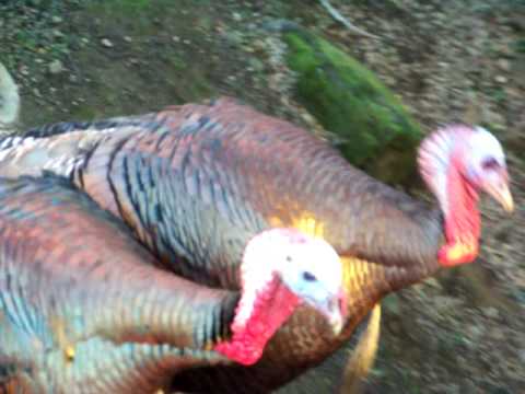0160 Toms Cowed by Man