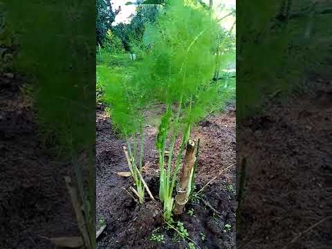the liquorice plant...