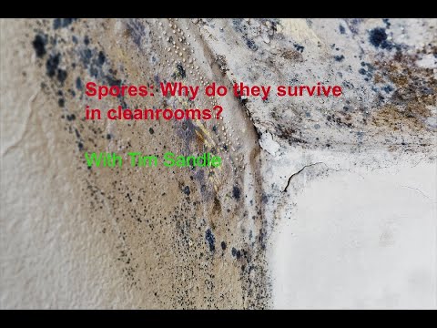 Why do microbial spores survive?