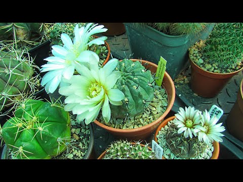 Gymnocalycium asterium v. paucispinum & Gymnocalycium chubutense Cacti in bloom & more