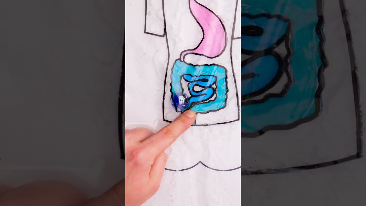 🤔🍎 DIY Digestive System Model – See How Your Body Works!