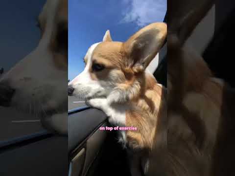 PRACTICAL advice for first time dog owners