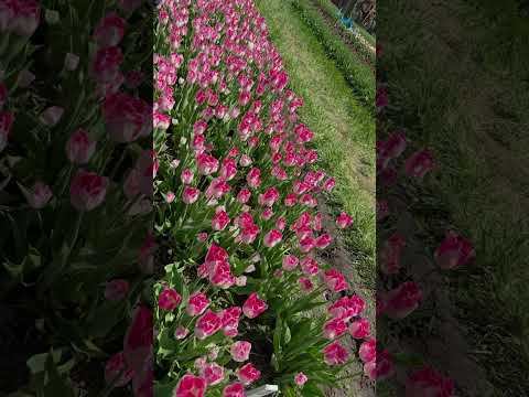 Holland Mi, Tulip Festival #tulip #hollandmichigan #tulipfestival