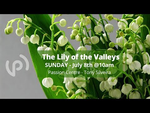 The Lily of the Valleys