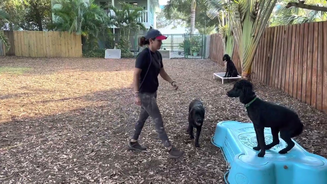 Max & Shadow | Standard Poodle Pair