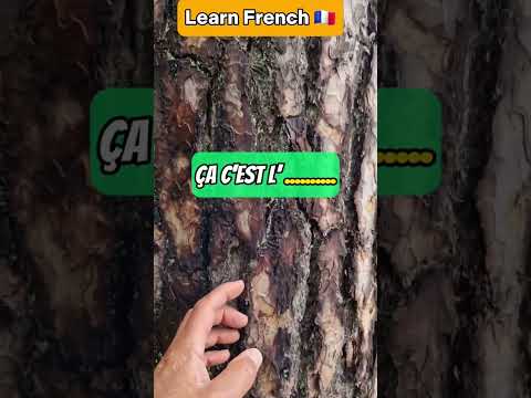 The Vocabulary of the tree in French for beginners 🇨🇵🌳 | Learn & Speak French with us! #shorts ✔️