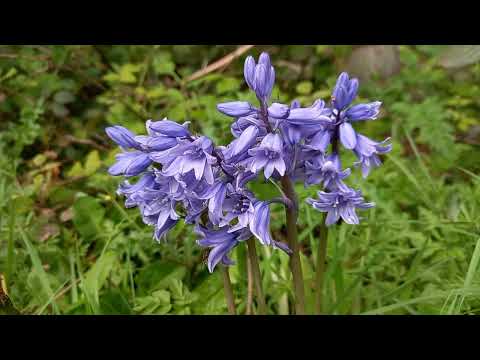 Unveiling the Mystical Charisma of Spanish Bluebells: A Cinematic Journey
