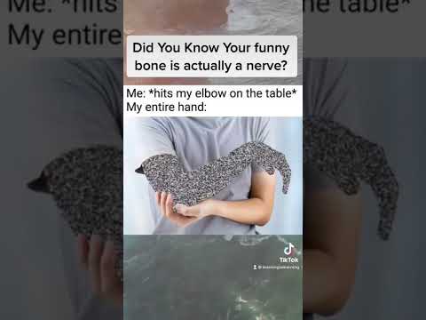 Ulnar Nerve and Humerus Bone (funny bone) #shorts #learning #funnybone
