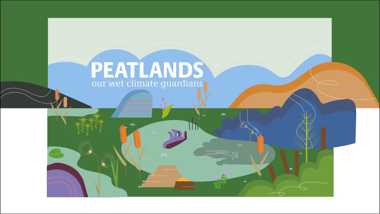 Peatlands explained: How peatlands protect our climate
