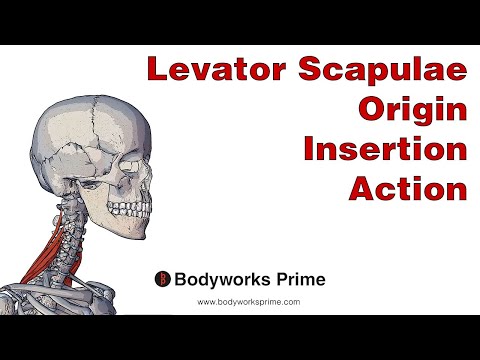 Levator Scapulae Anatomy: Origin, Insertion & Action
