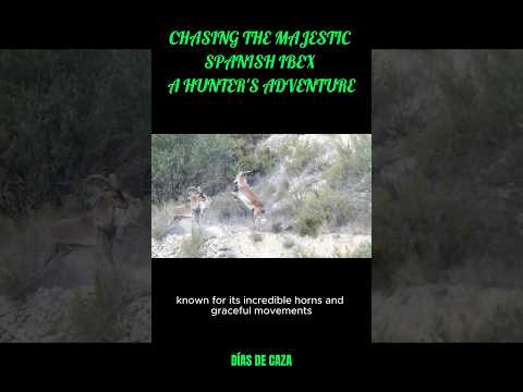 SPANISH IBEX FIGHTING #hunting #huntingseason #hunter #ibexhunting #wildlife