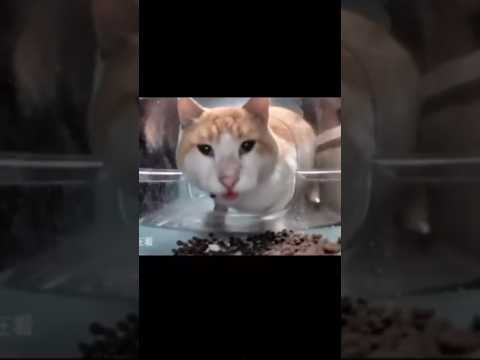 Ginger cat eating while staring at the camera #meme #fyp ..wait a minute #cat