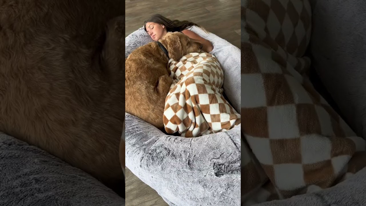 fancy human size dog-bed