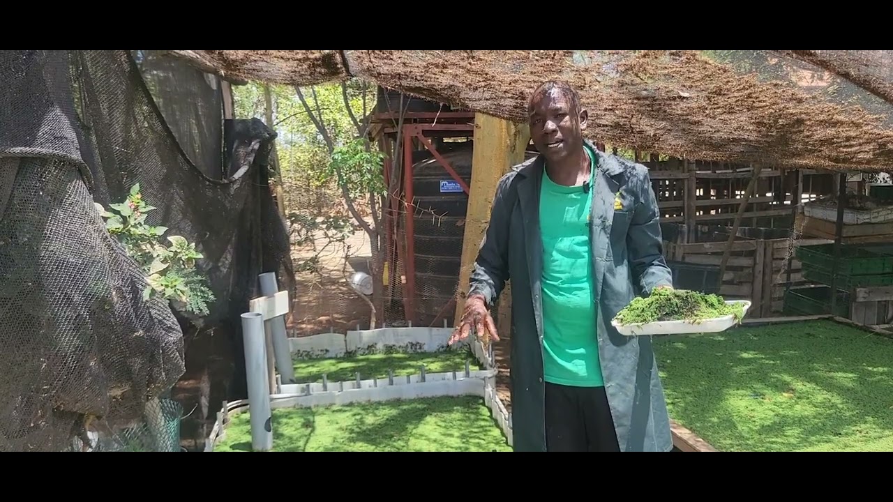 azolla. the gift that keeps on giving