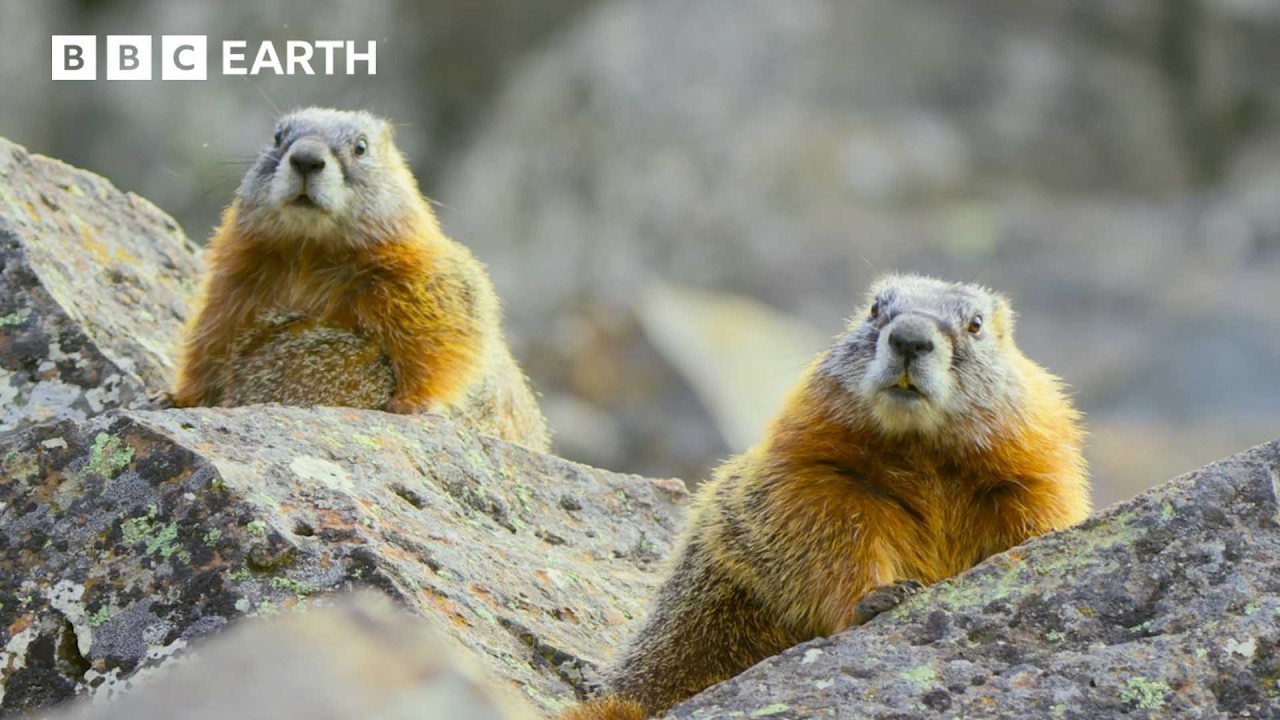 The Incredible Wildlife of Hidden Forests | BBC Earth