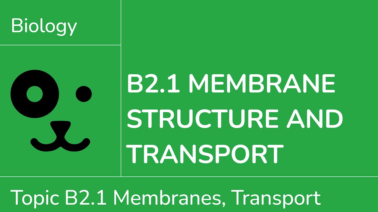 B2.1 Membranes and Transport [IB Biology SL/HL]