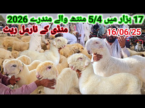 Mundra mandi Muhammad pur Full Zero Size Mundra kajle Malik Imran Goat Farm.... 16 June 2025