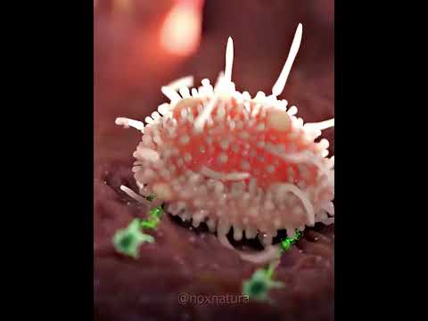 White Blood Cells: Our Body's Silent Killers