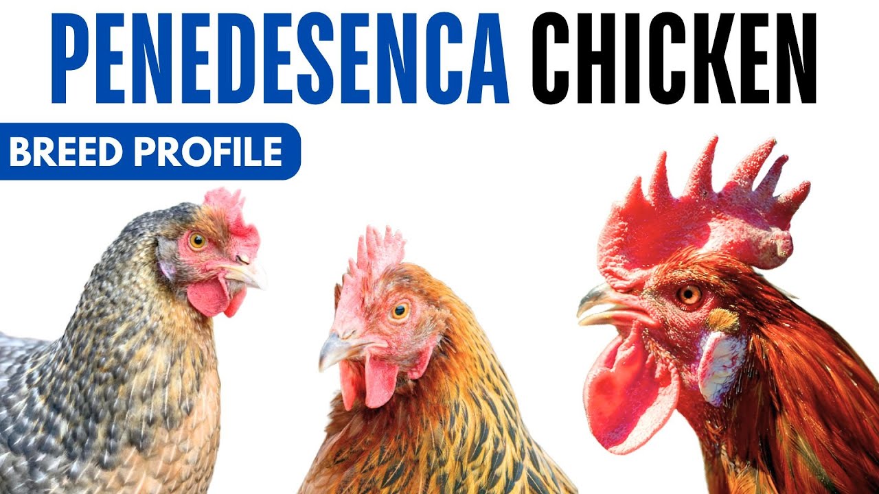 Penedesenca Chicken Breed Profile History Health Issues - Penedesenca Chicken Egg Ratio Lifespan