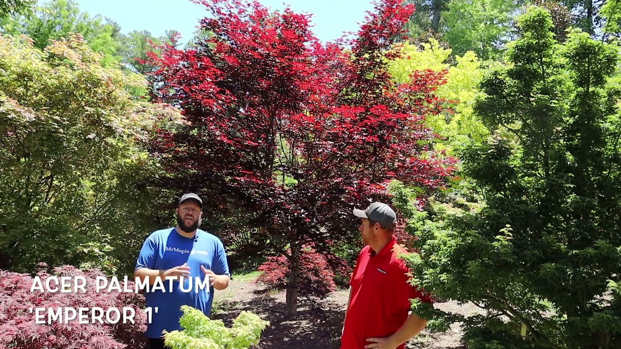 Acer Palmatum 'Emperor 1' Heat Tolerant Red - Specimen in the Garden! - JAPANESE MAPLES