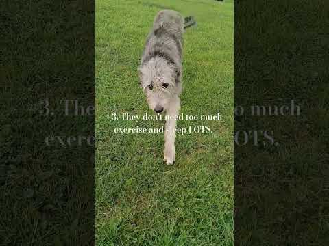 Irish Wolfhound facts! #dog #puppy #walk #irishwolfhound