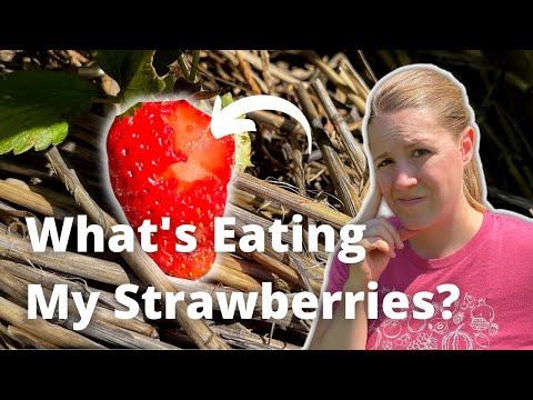 Top 3 strawberry pests and what to DO about them