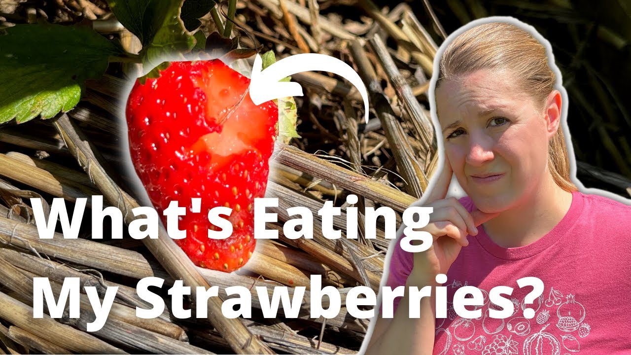 Top 3 strawberry pests and what to DO about them
