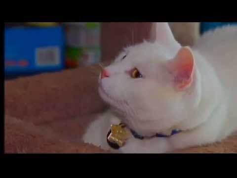 WFMZ-TV 69 News: Local cat a viral video hit on YouTube